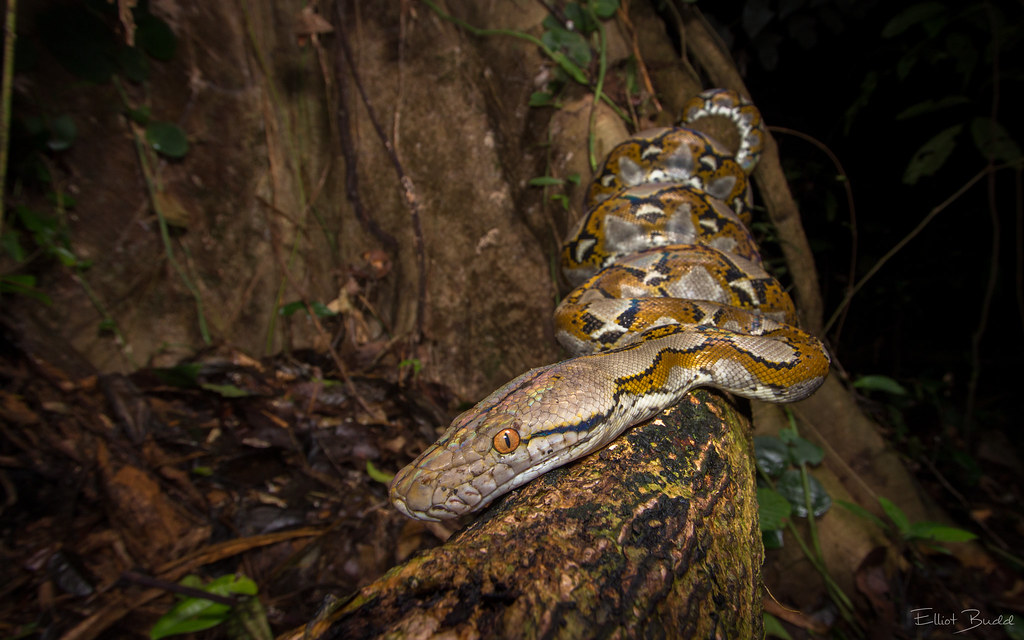 Reticulated Python (Python reticulatus) | Elliot Budd | Flickr