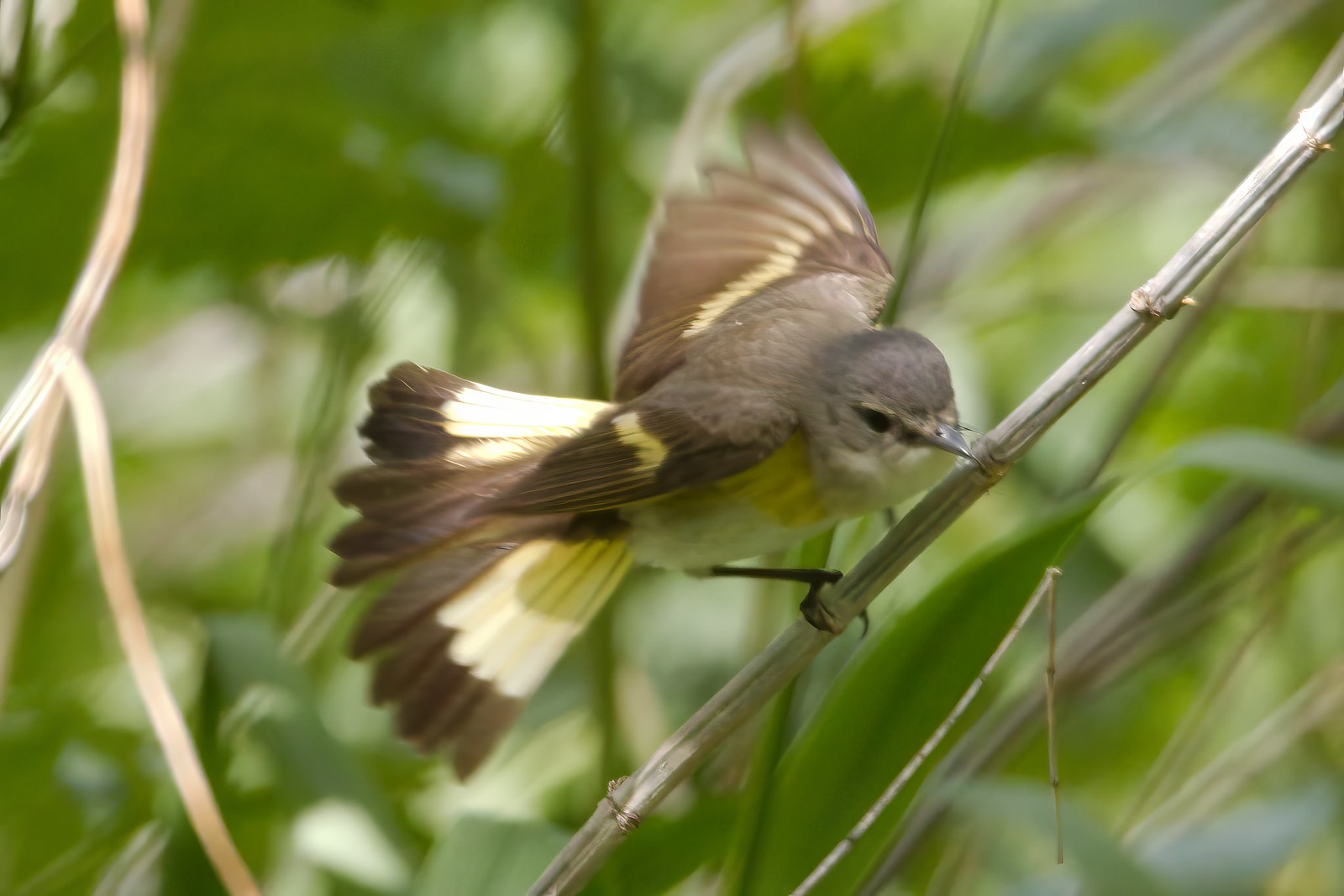 Warblers, Beautiful Warblers! | Flickr