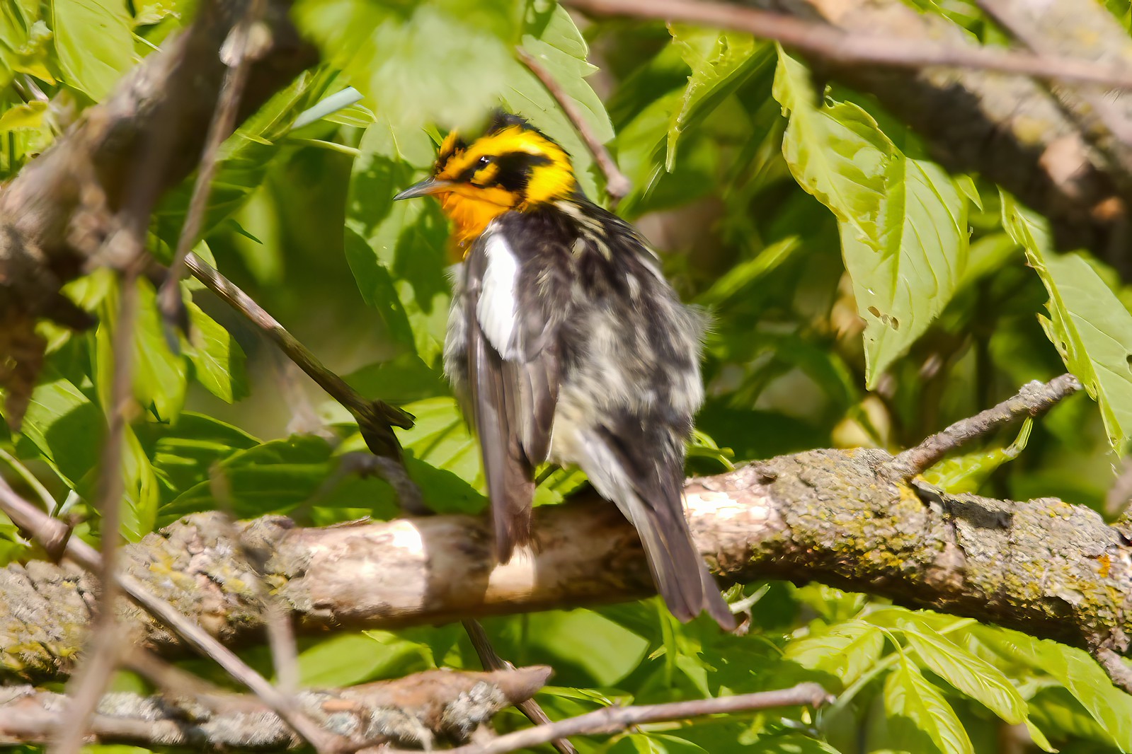 Warblers, Beautiful Warblers! | Flickr